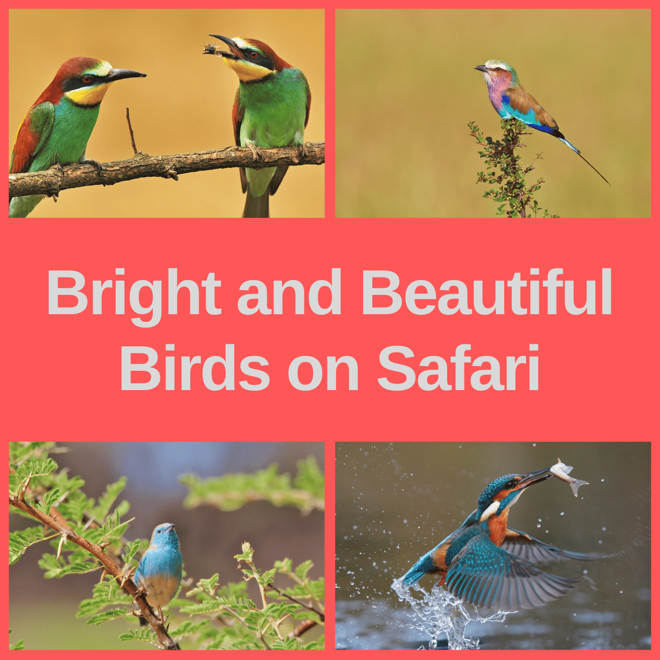 African Birds on Safari Blog - African Star Tours