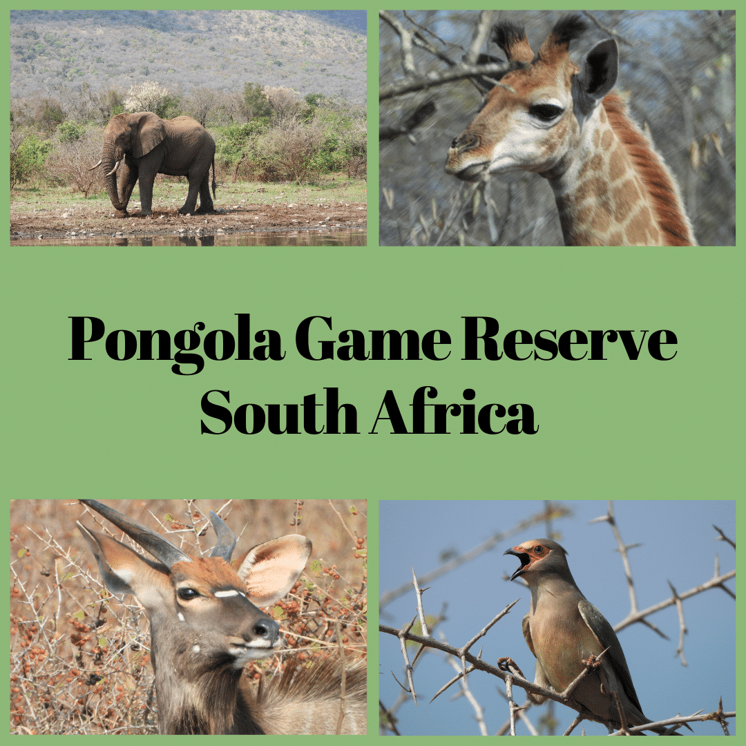 Pongola Game Reserve Blog - African Star Tours