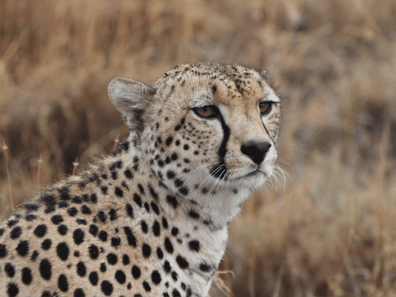Is Zimbabwe Safe for Travel in 2025? - African Star Tours