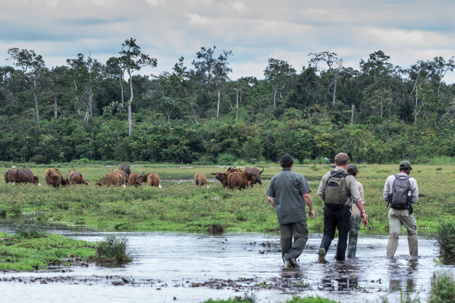 Republic of Congo Tour - Odzala - African Star Tours
